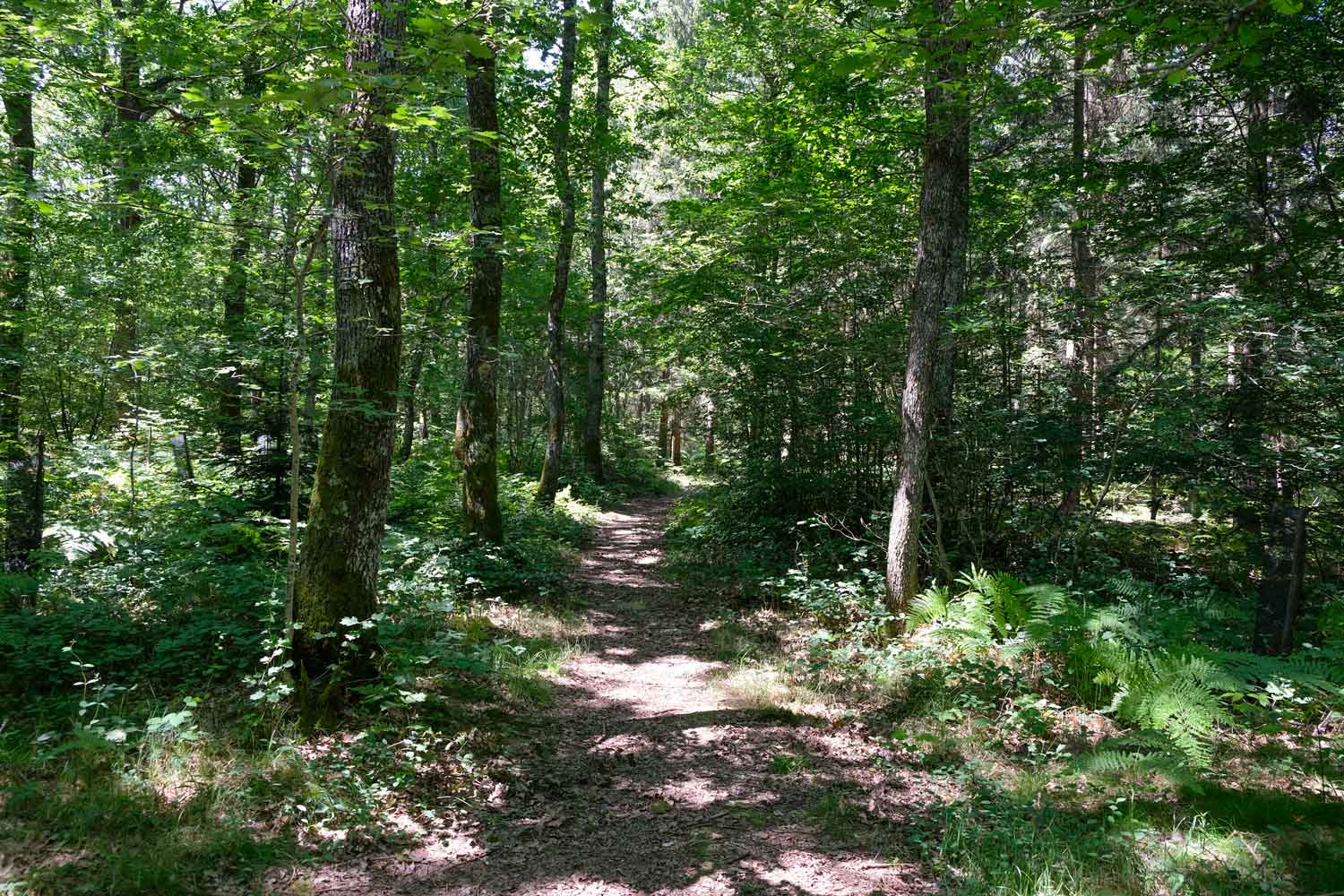 La forêt publique, bien commun ou startup ? | SOS forêt France