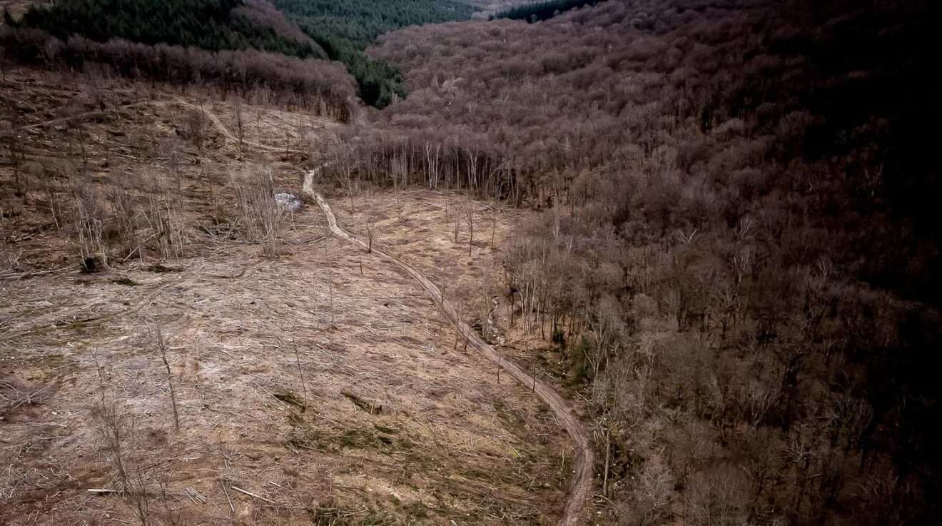 La forêt française en danger | SOS forêt France